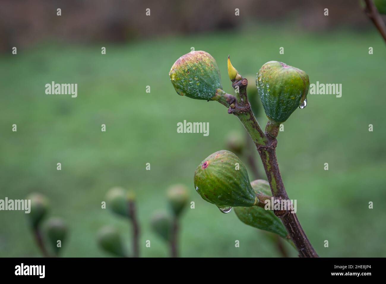 Watering A Fig Tree