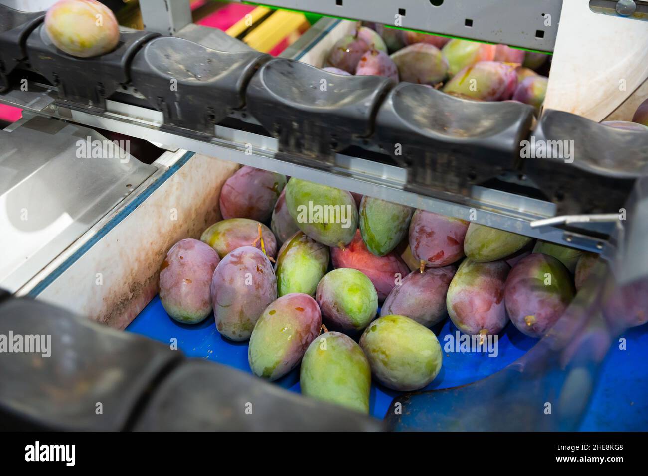 Mango on conveyor belt of sorting line Stock Photo - Alamy