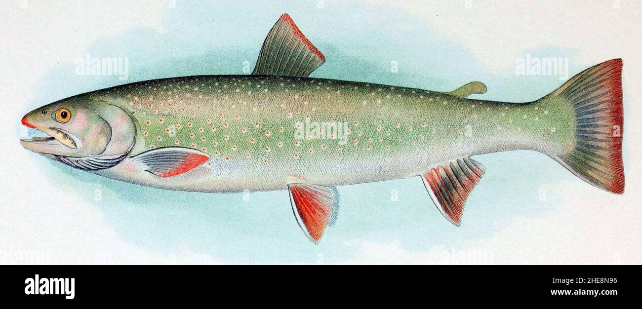 Malma hi-res stock photography and images - Alamy