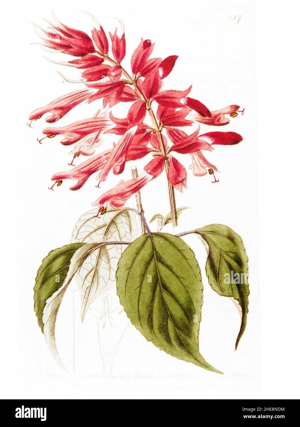 Sellow hi-res stock photography and images - Alamy