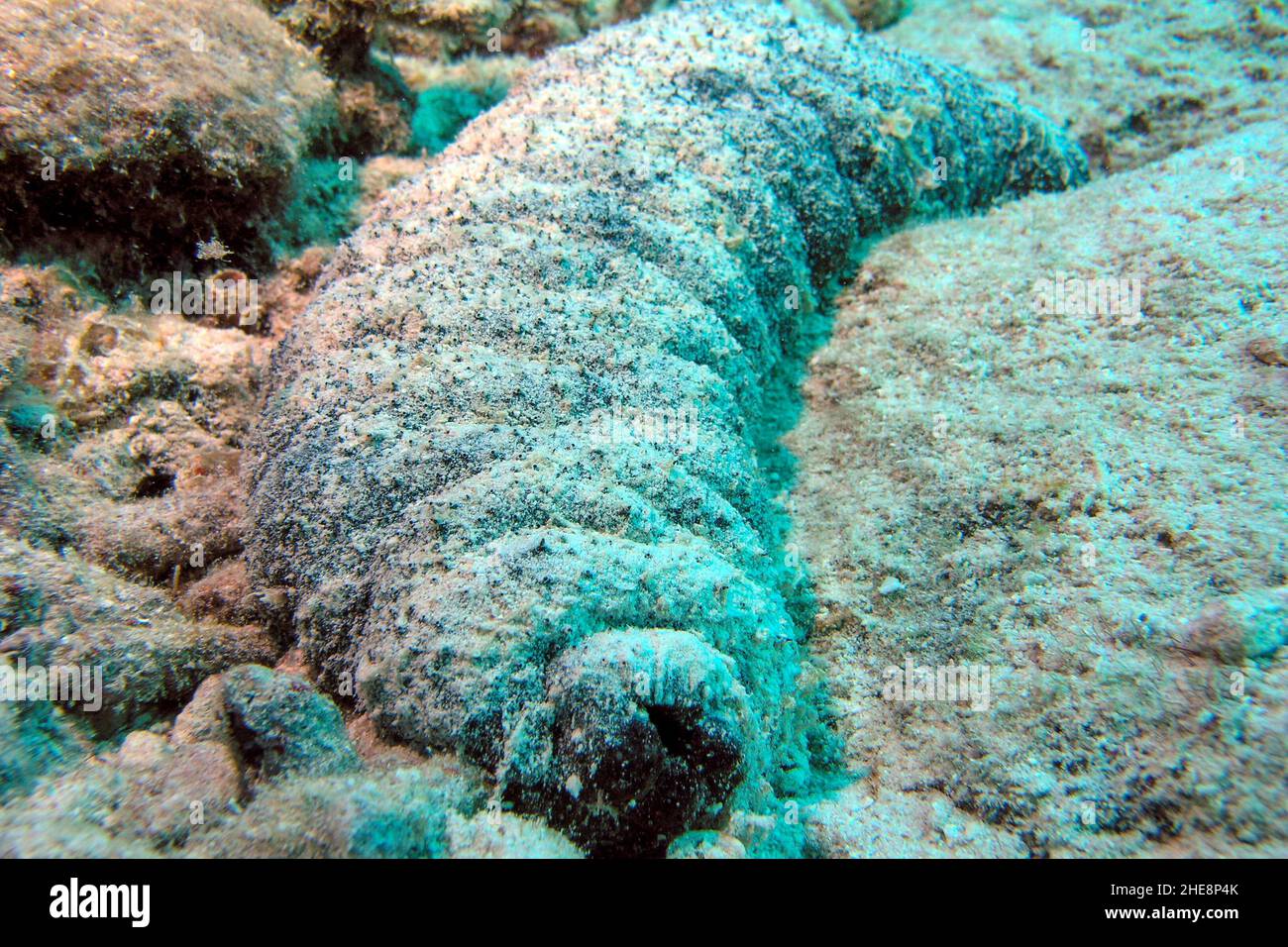 Mature sea cucumber on the sea floor feeding Stock Photo - Alamy