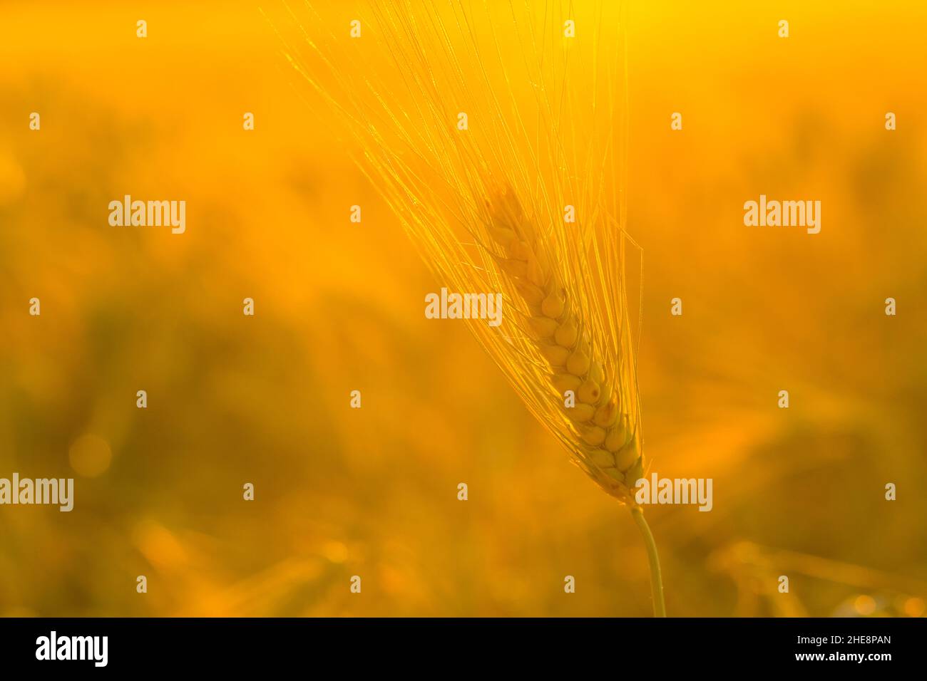 Wheat At Sunrise Stock Photo - Alamy