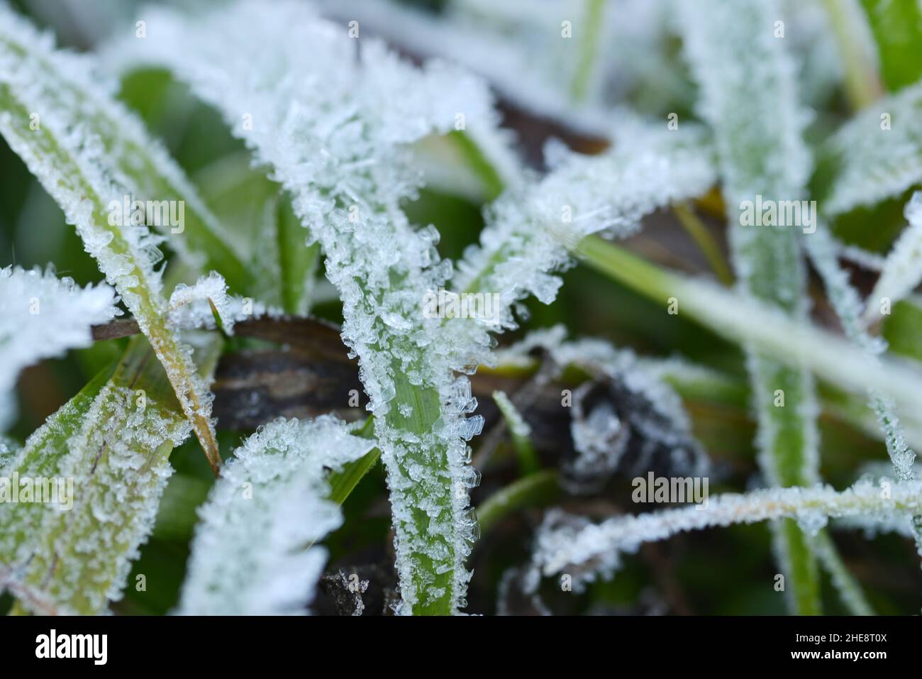 Ice crystals on a plant, frost symbol nature Stock Photo - Alamy