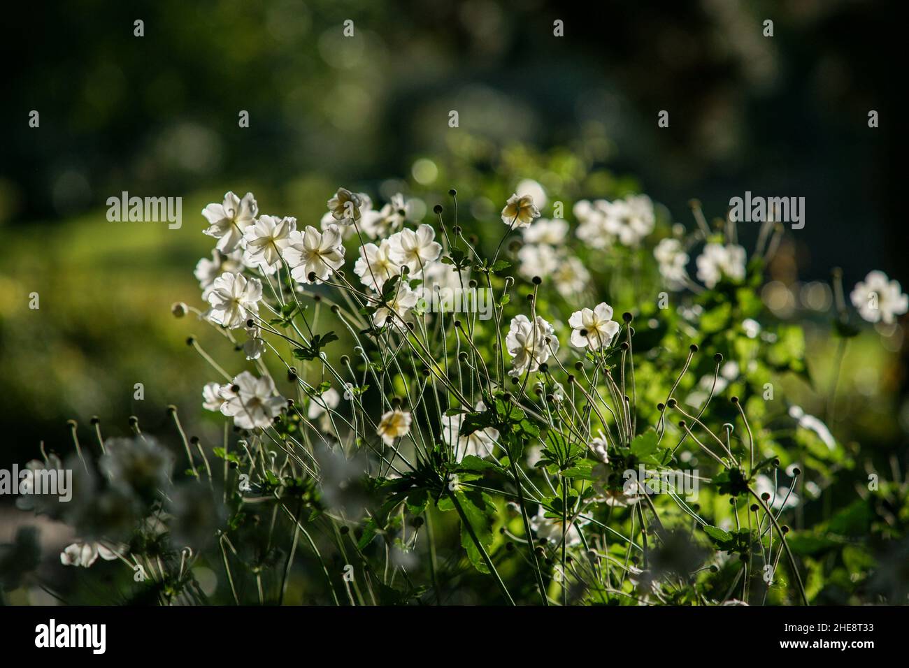 Japanese anemone flowers in the garden on a sunny day on a blurred ...