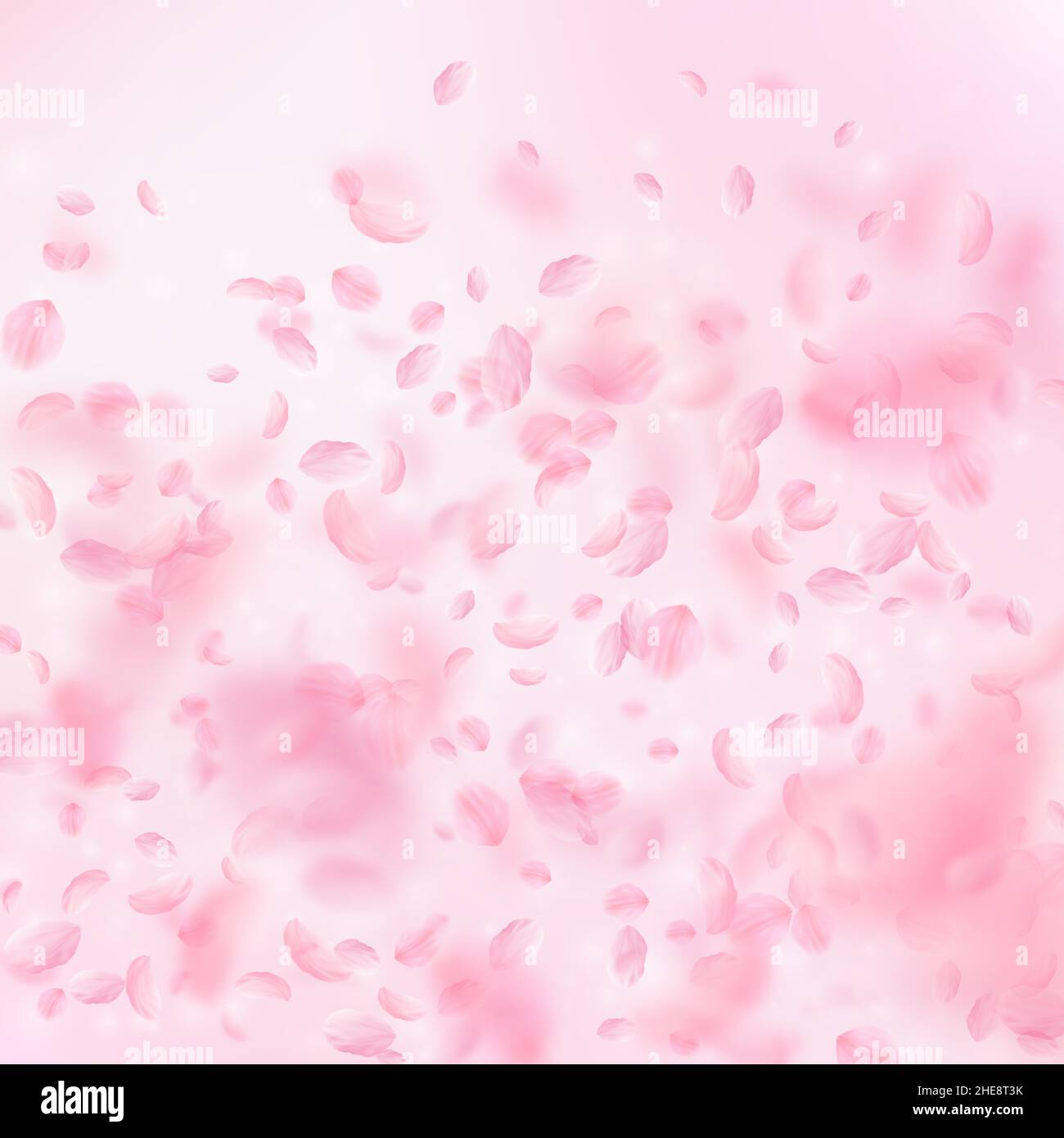 Sakura petals falling down. Romantic pink flowers gradient. Flying ...