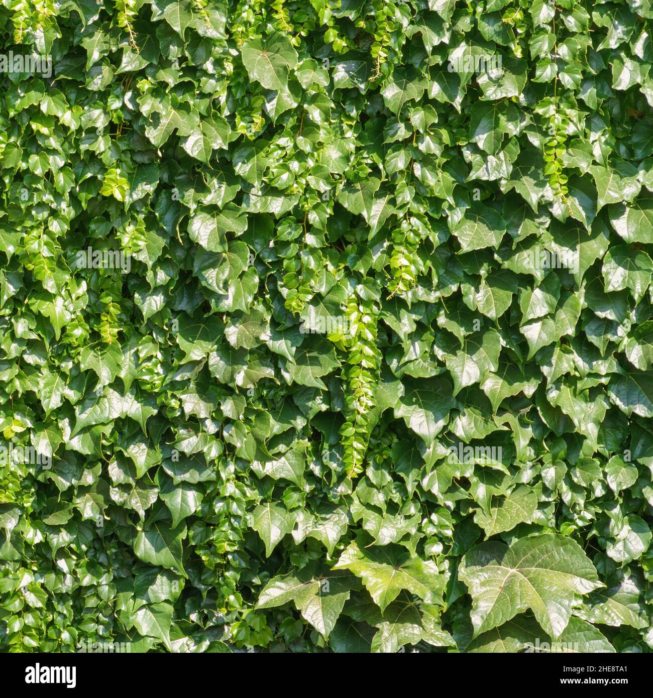 An image of a green ivy background texture Stock Photo - Alamy
