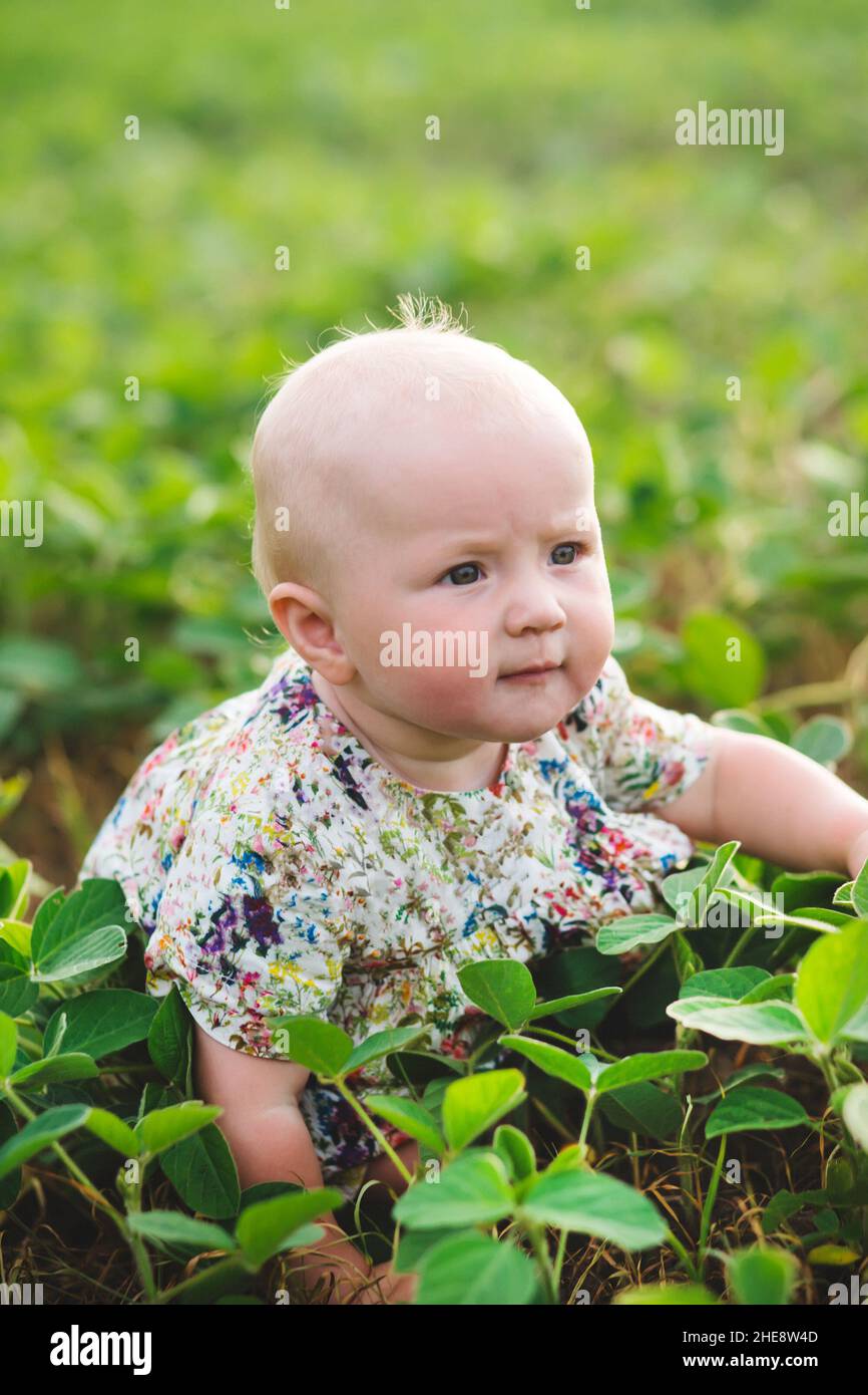 The baby crawls through a field of soybeans with young sprouts with ...
