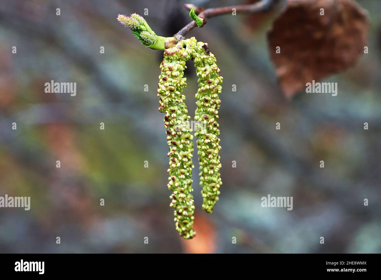 Macro view of spring catkins on an Alder shrub Stock Photo - Alamy