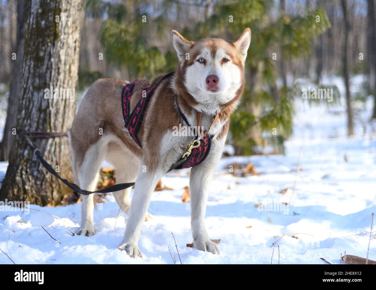 Young Siberian husky with different eyes looking at camera Stock Photo ...
