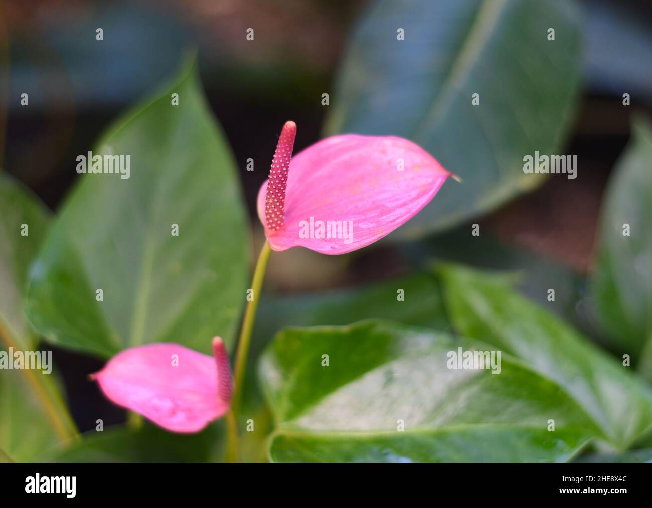 Anthurium andraeanum flower close up Stock Photo - Alamy