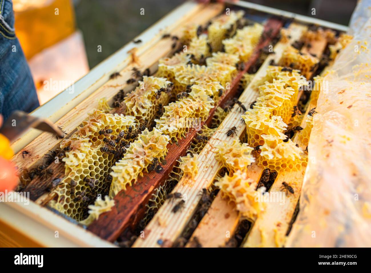 Open hive with bees drew nice straight comb on this foundation-less ...