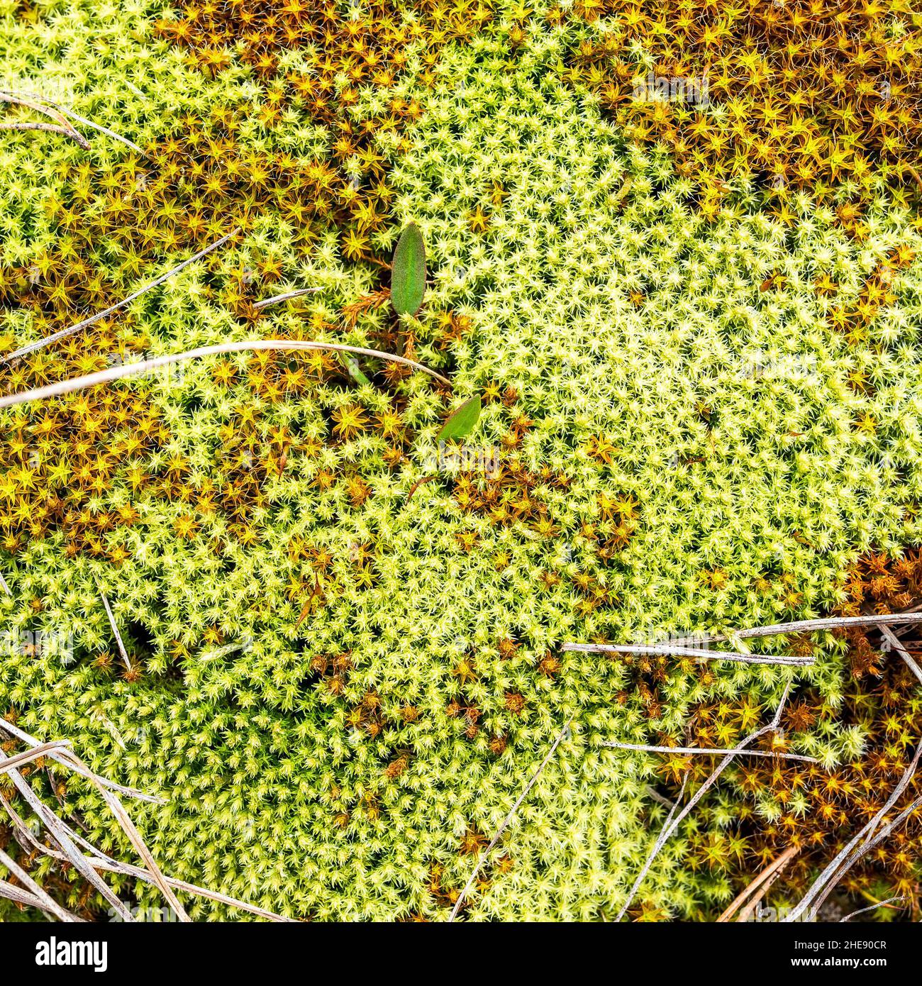 Yellow and green moss growing among the dry grass, top view, square ...