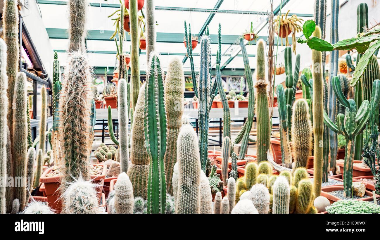 Many different large tall green cacti in the greenhouse Stock Photo - Alamy