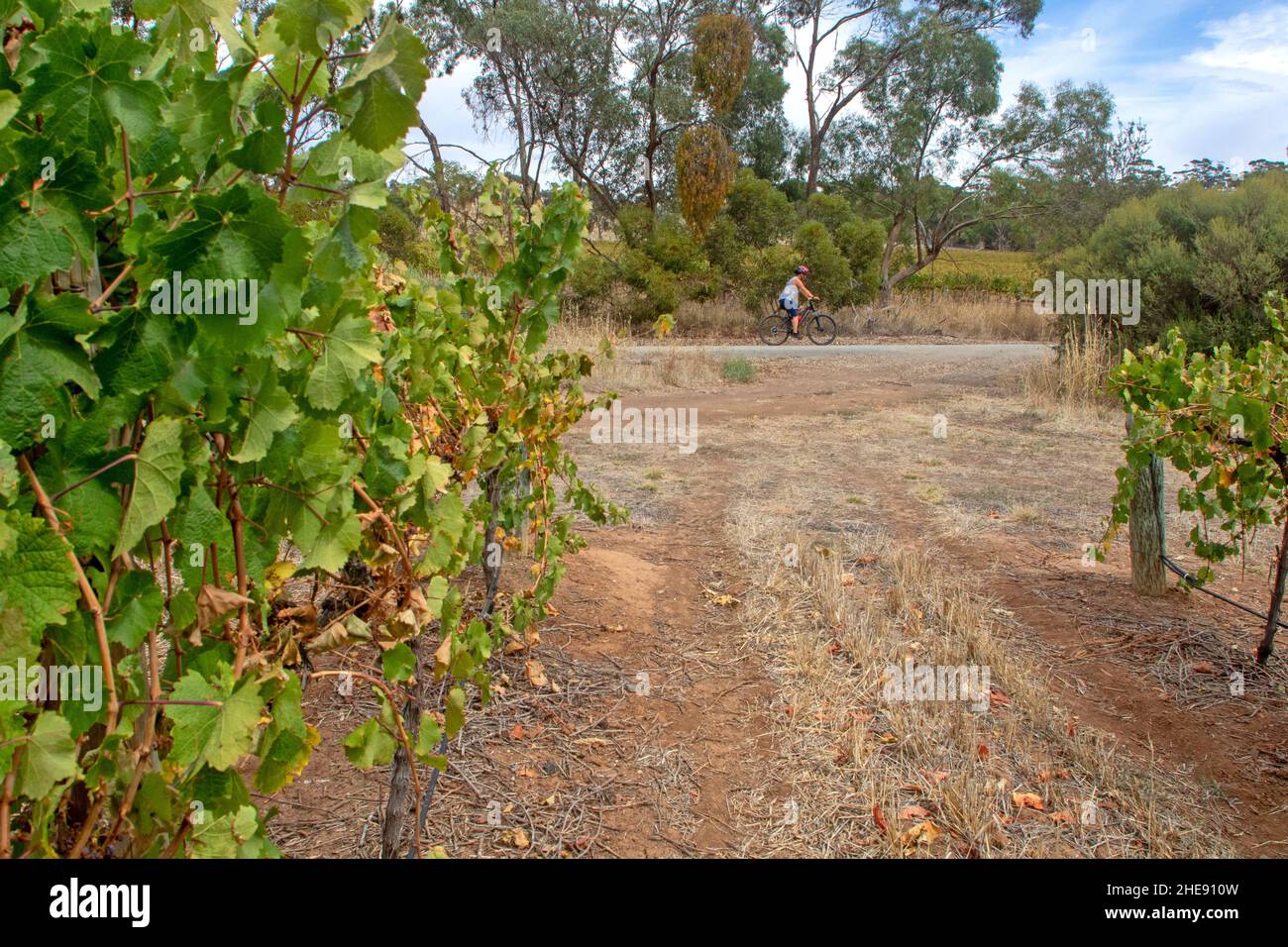 Riesling trail hi-res stock photography and images - Alamy