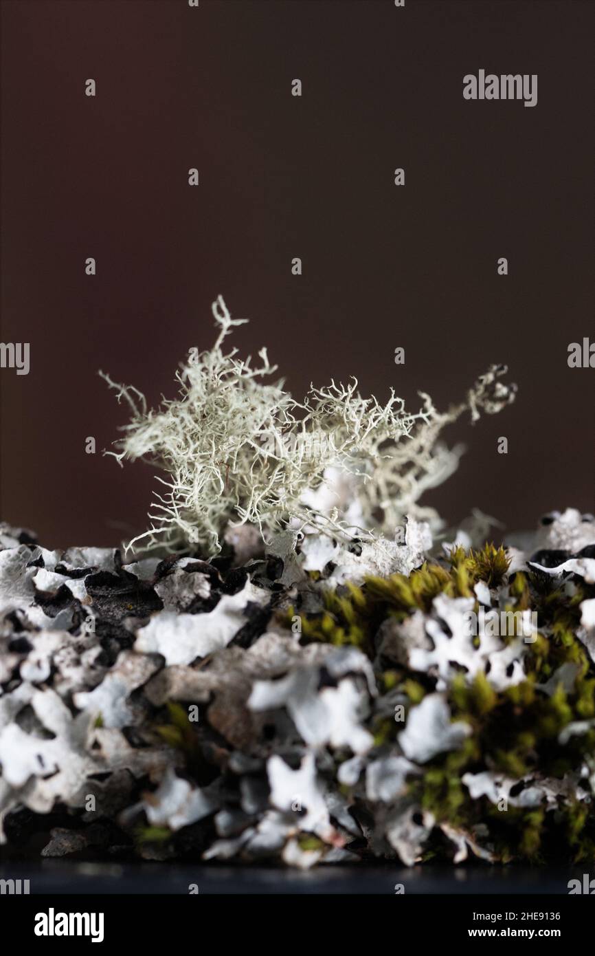 Lichen types hi-res stock photography and images - Alamy