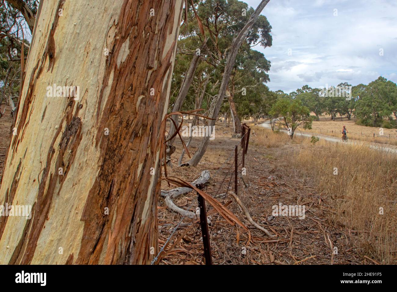 Cycling on the Riesling Trail through the Clare Valley Stock Photo - Alamy