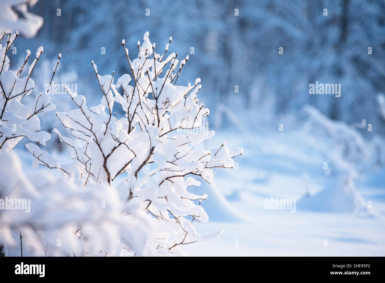 Snowy lilac bush against blurred forest background, beautiful day in ...