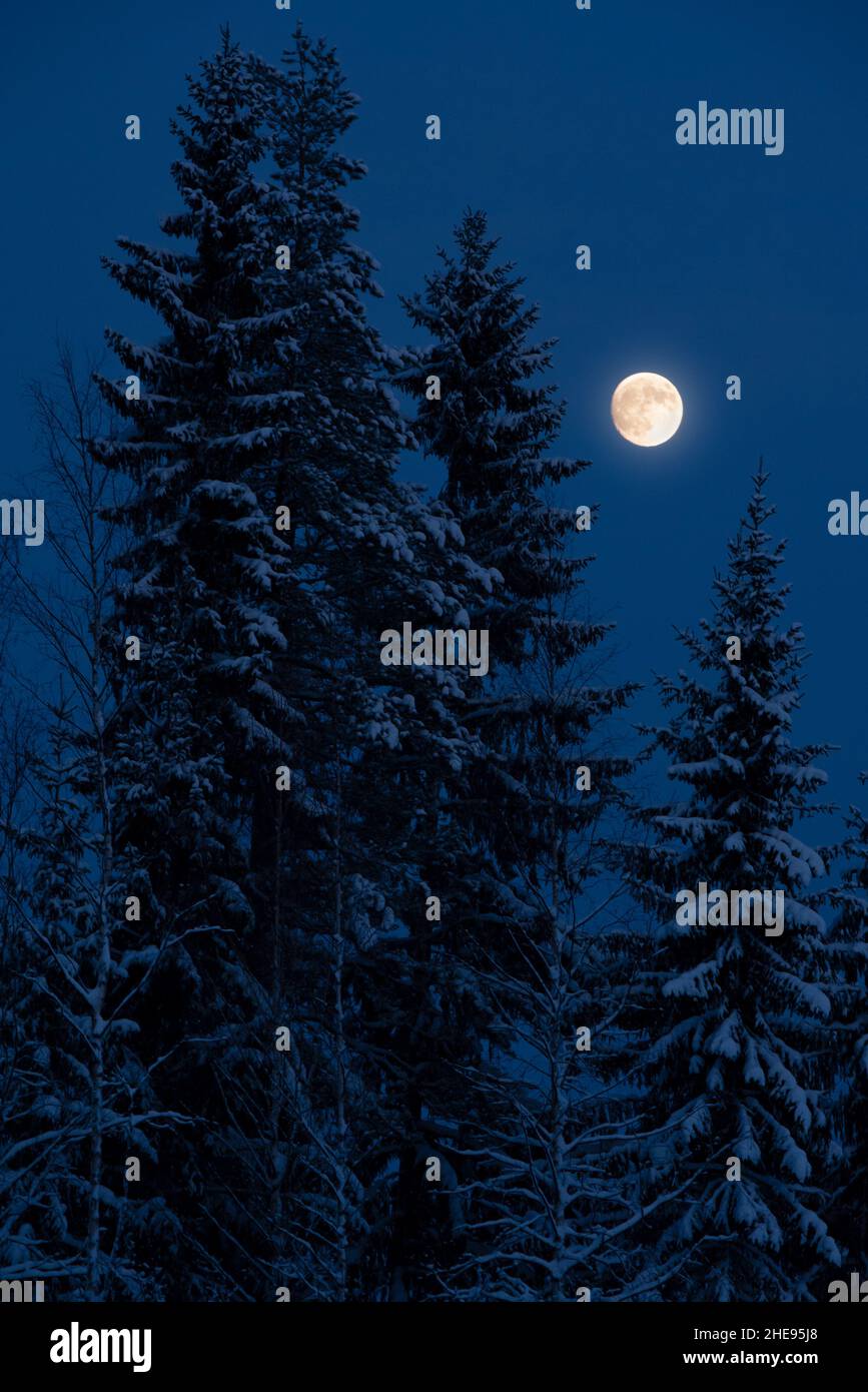 Moon night sky forest hi-res stock photography and images - Alamy