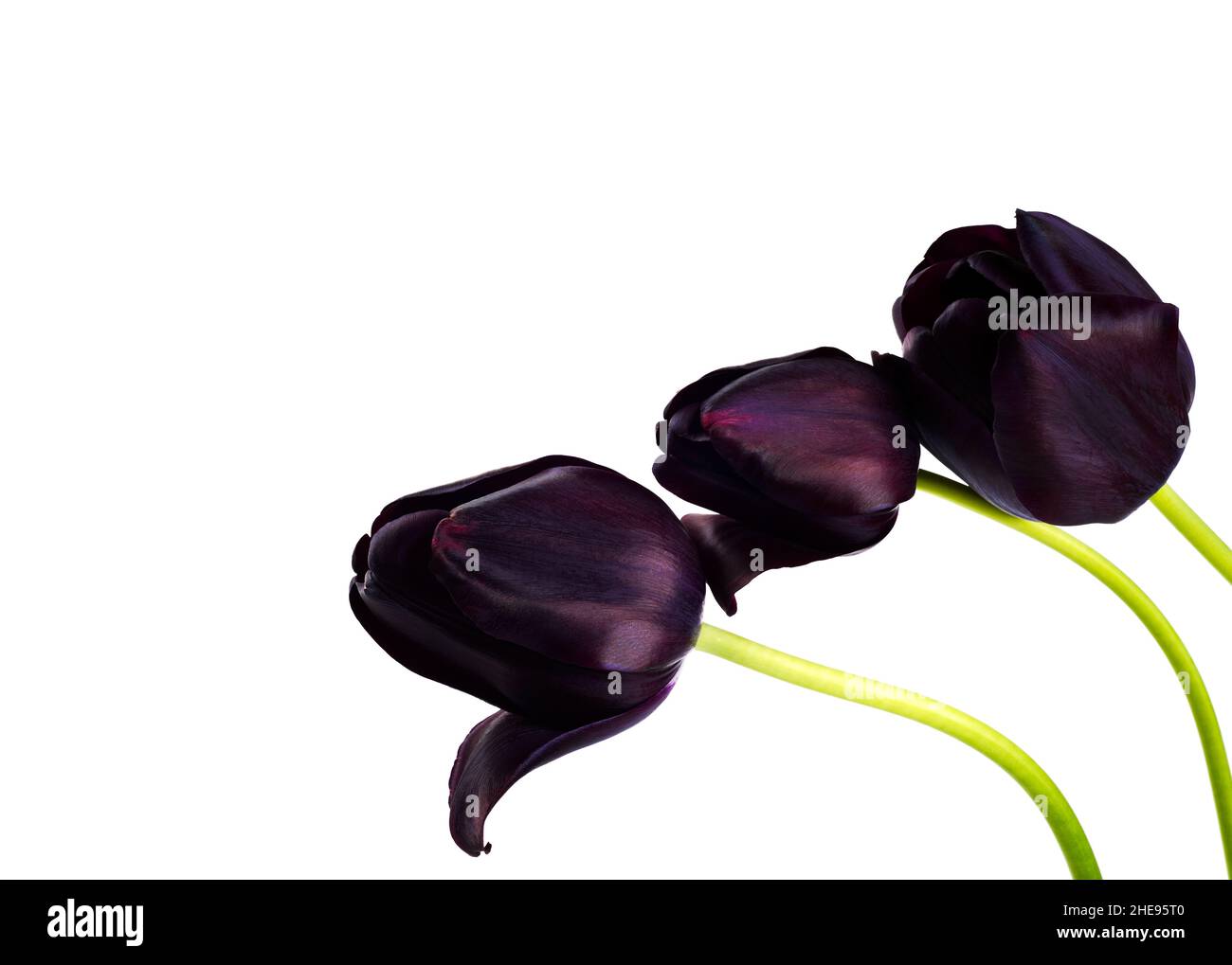 Tulip Black Prince, one of the darkest tulip which have dark purple ...