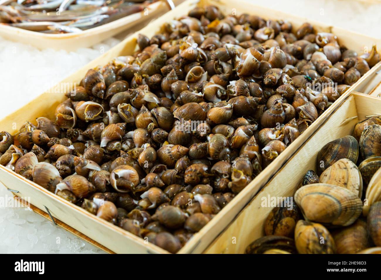 Fresh escargots, snails Stock Photo - Alamy