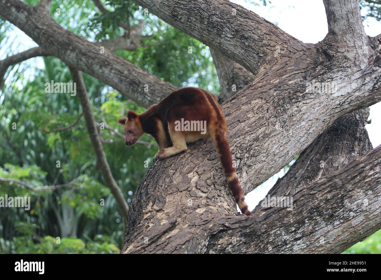 Native png animals hi-res stock photography and images - Alamy