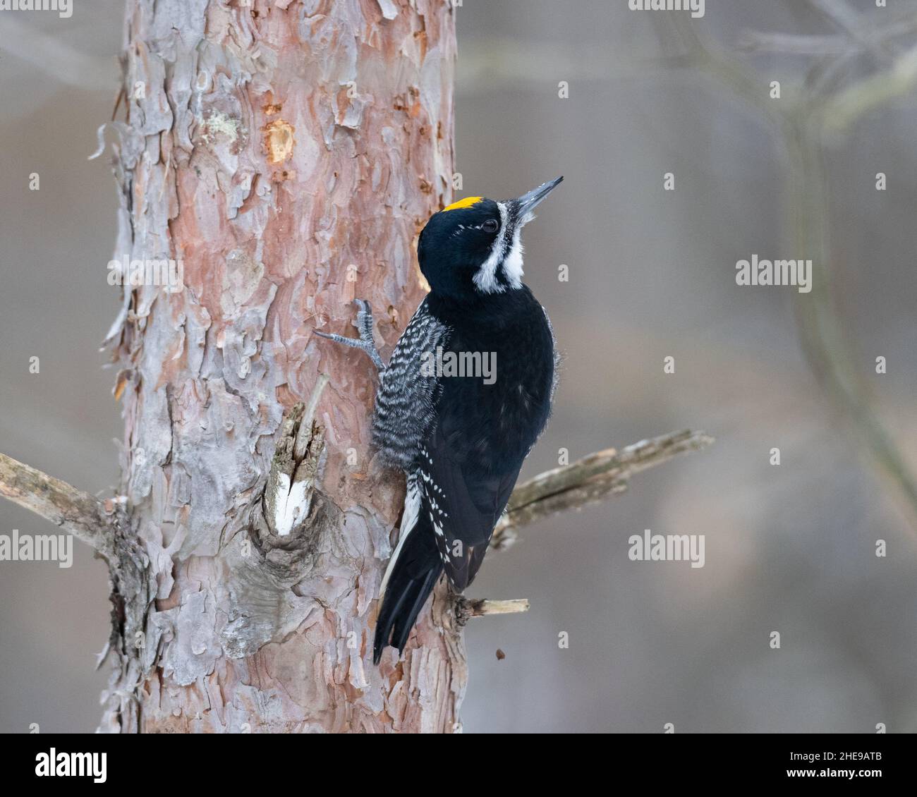 Black-back woodpecker clinging to a red pine tree displaying its yellow ...