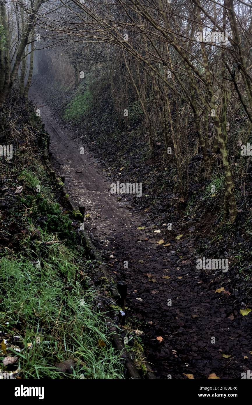 Dirt path in a forest with trees arching on the top of it on a foggy ...