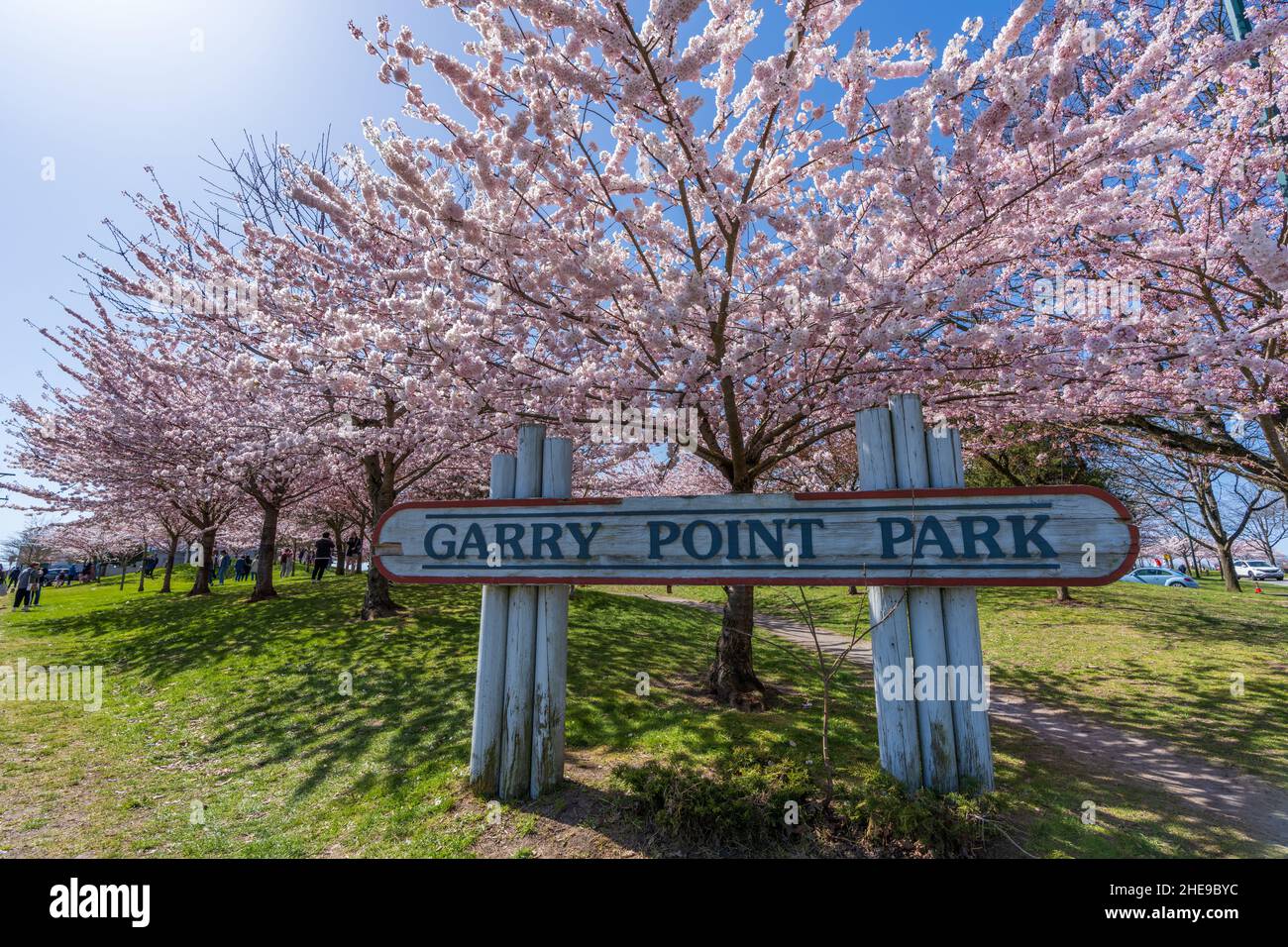 Garry Point Park in springtime. Cherry blossom flowers in full bloom ...