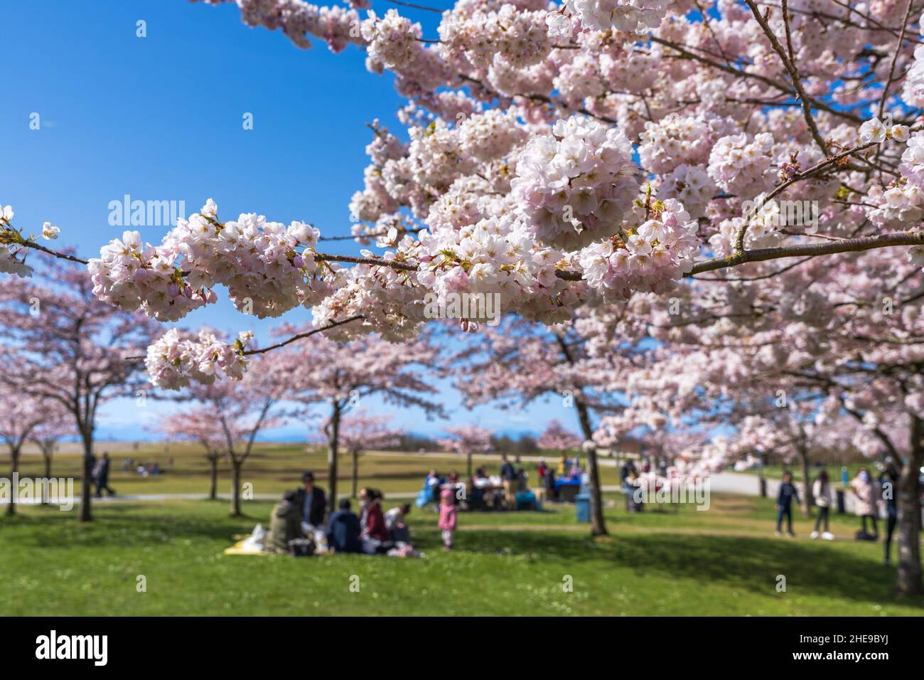 People having a picnic in the Garry Point Park in springtime, enjoying ...