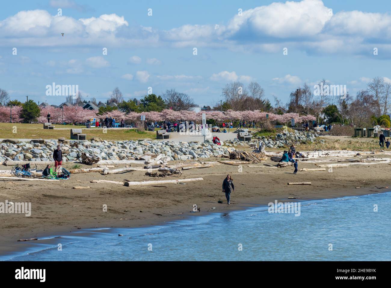 Garry Point Park beach in springtime, Cherry blossom flowers in full ...