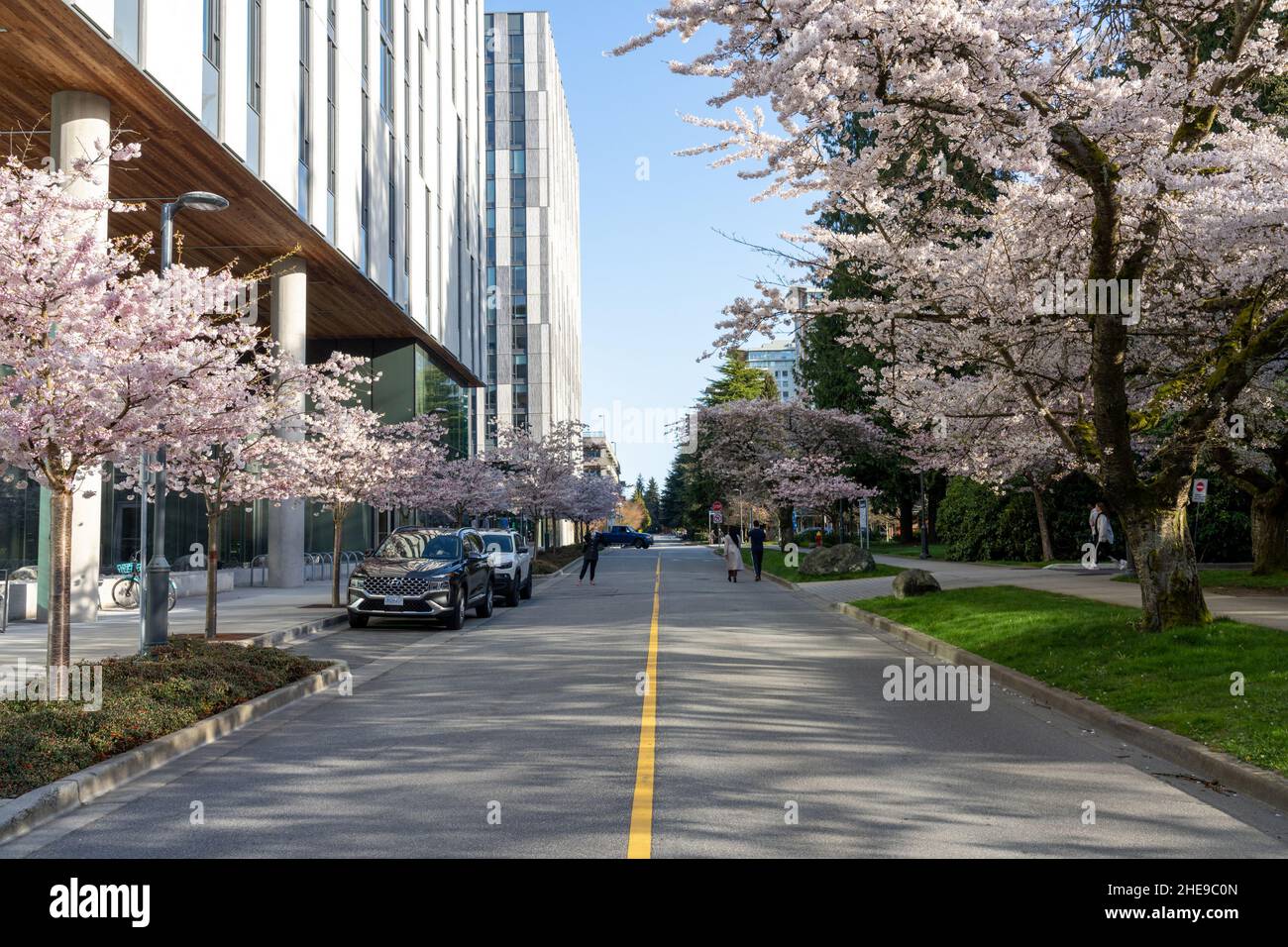 University of British Columbia (UBC) campus. Cherry blossom flowers in ...