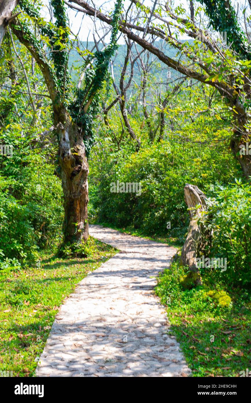 cobblestone path leads first through the forest Stock Photo - Alamy