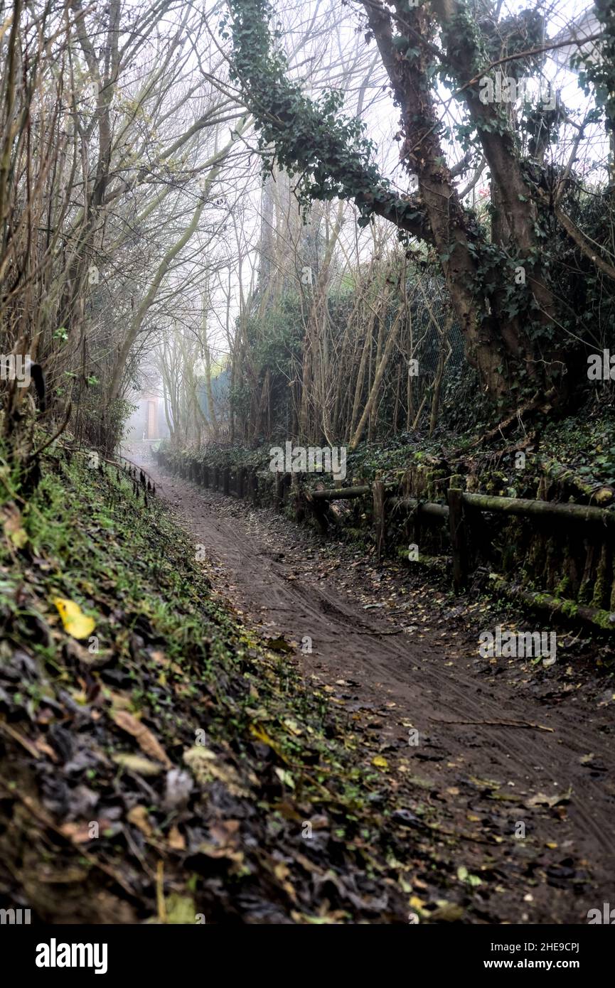 Dirt path in a forest with trees arching on the top of it on a foggy ...