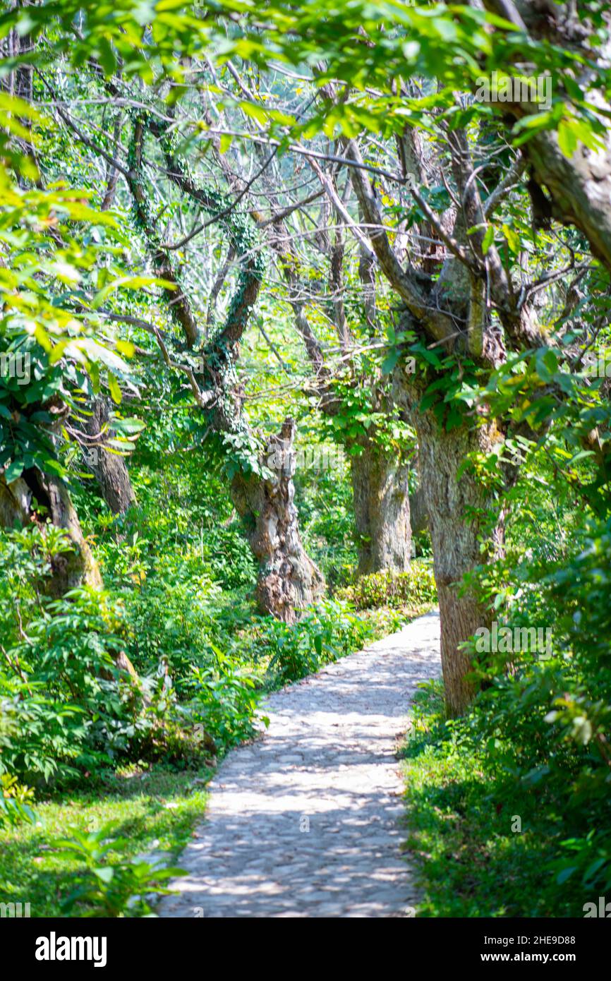 Vale forest hi-res stock photography and images - Alamy