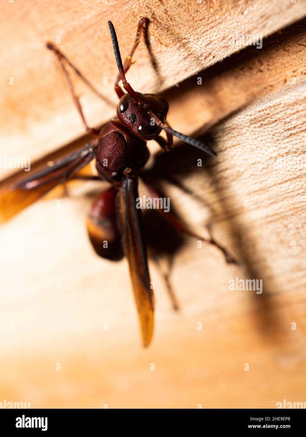 Ropalidia fasciata, a common paper wasp, is a wide-ranging species that ...