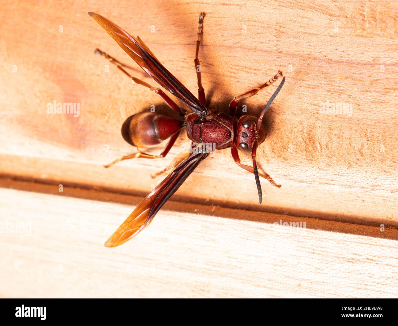 Ropalidia fasciata, a common paper wasp, is a wide-ranging species that ...