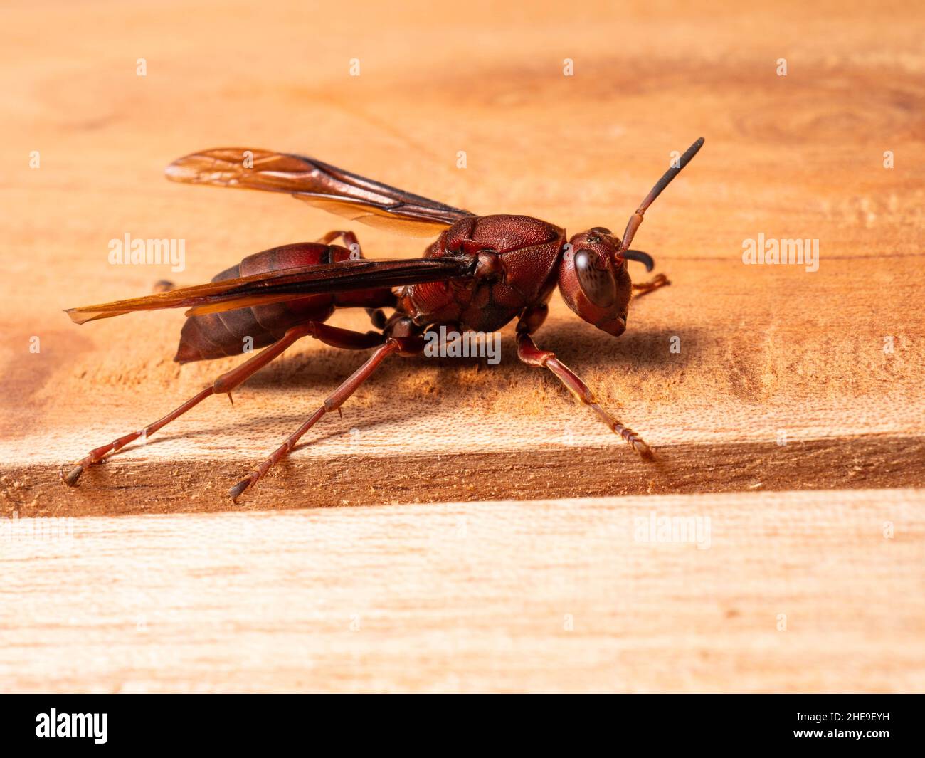 Ropalidia fasciata, a common paper wasp, is a wide-ranging species that ...