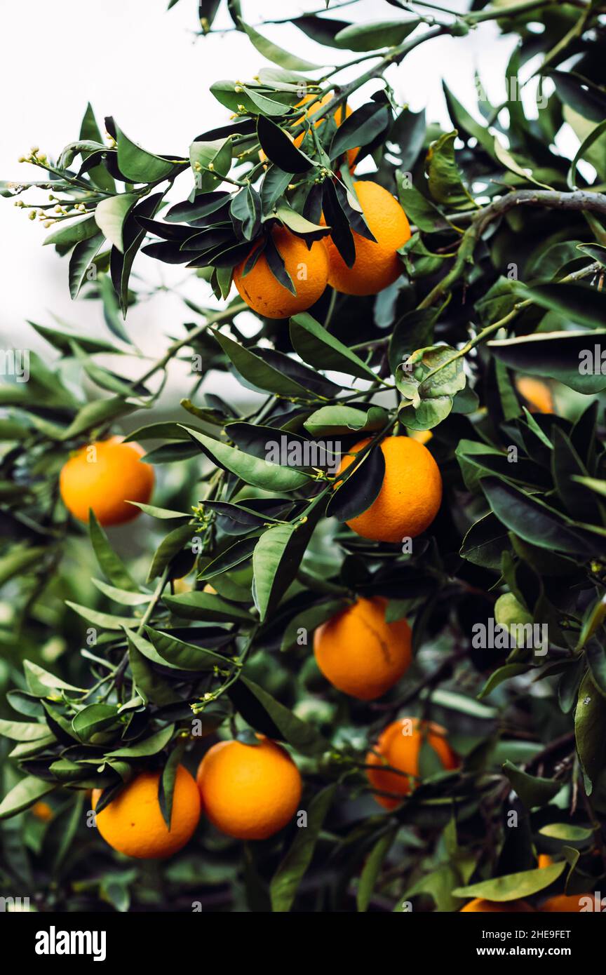 Oranges hanging on a tree Stock Photo - Alamy