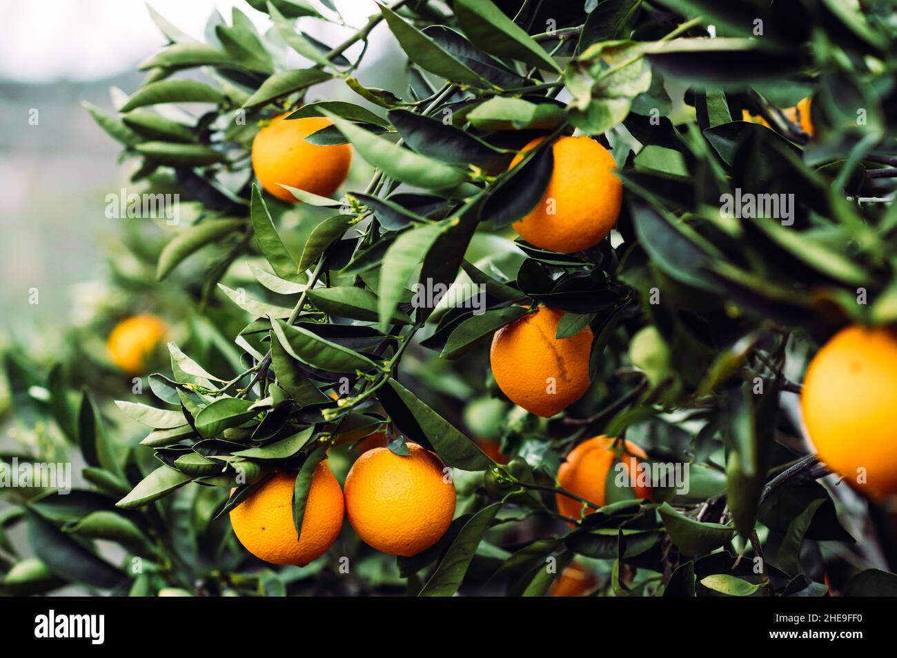 Oranges hanging on a tree in California Stock Photo - Alamy