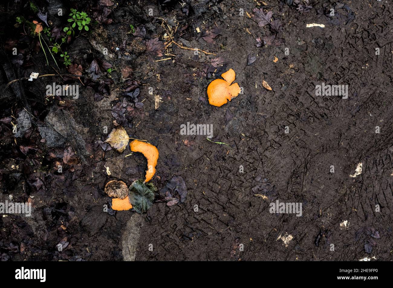 Orange peels on a muddy path seen from above Stock Photo - Alamy
