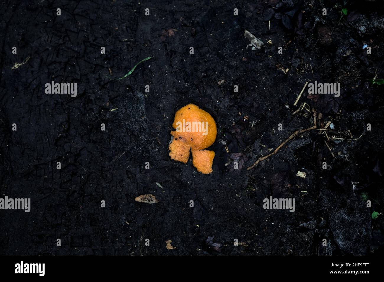 Orange peels on a muddy path seen from above Stock Photo - Alamy