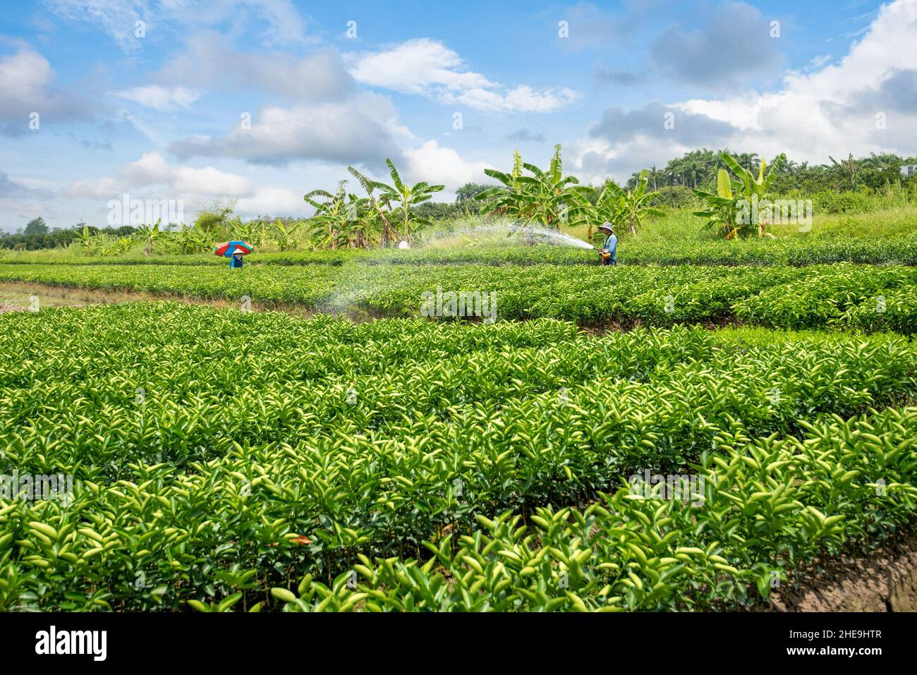 Lemon trees on plantation hi-res stock photography and images - Alamy