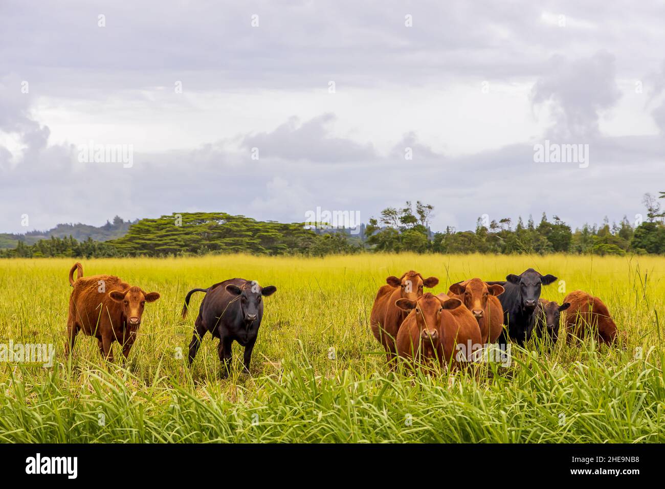 Hawaiian cattle hi-res stock photography and images - Alamy