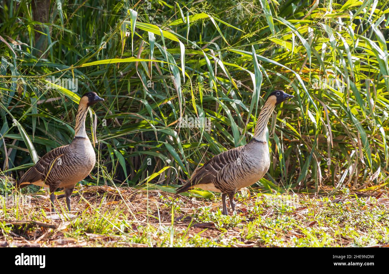 Pair of Nene geese birds on Kauai Island, Hawaii Stock Photo - Alamy