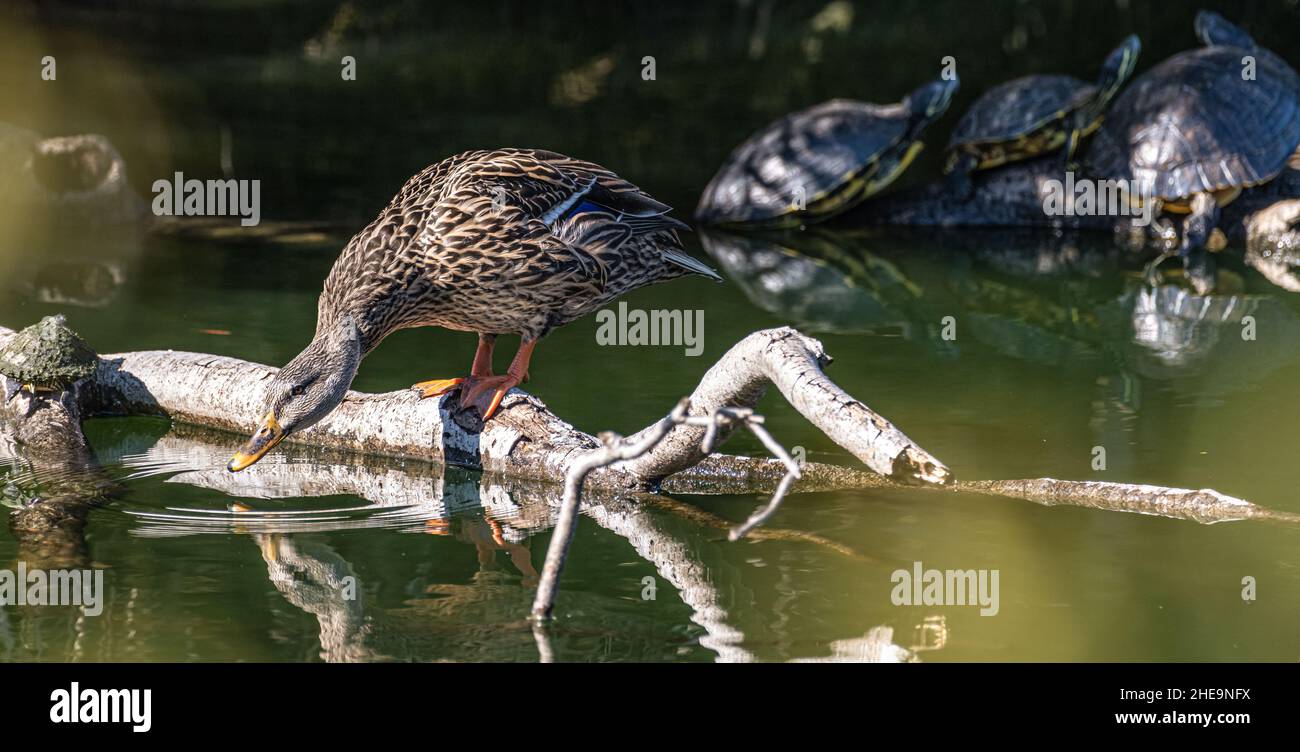 Mallard (Anas platyrhynchos) hunting among sunning turtles at Bird ...