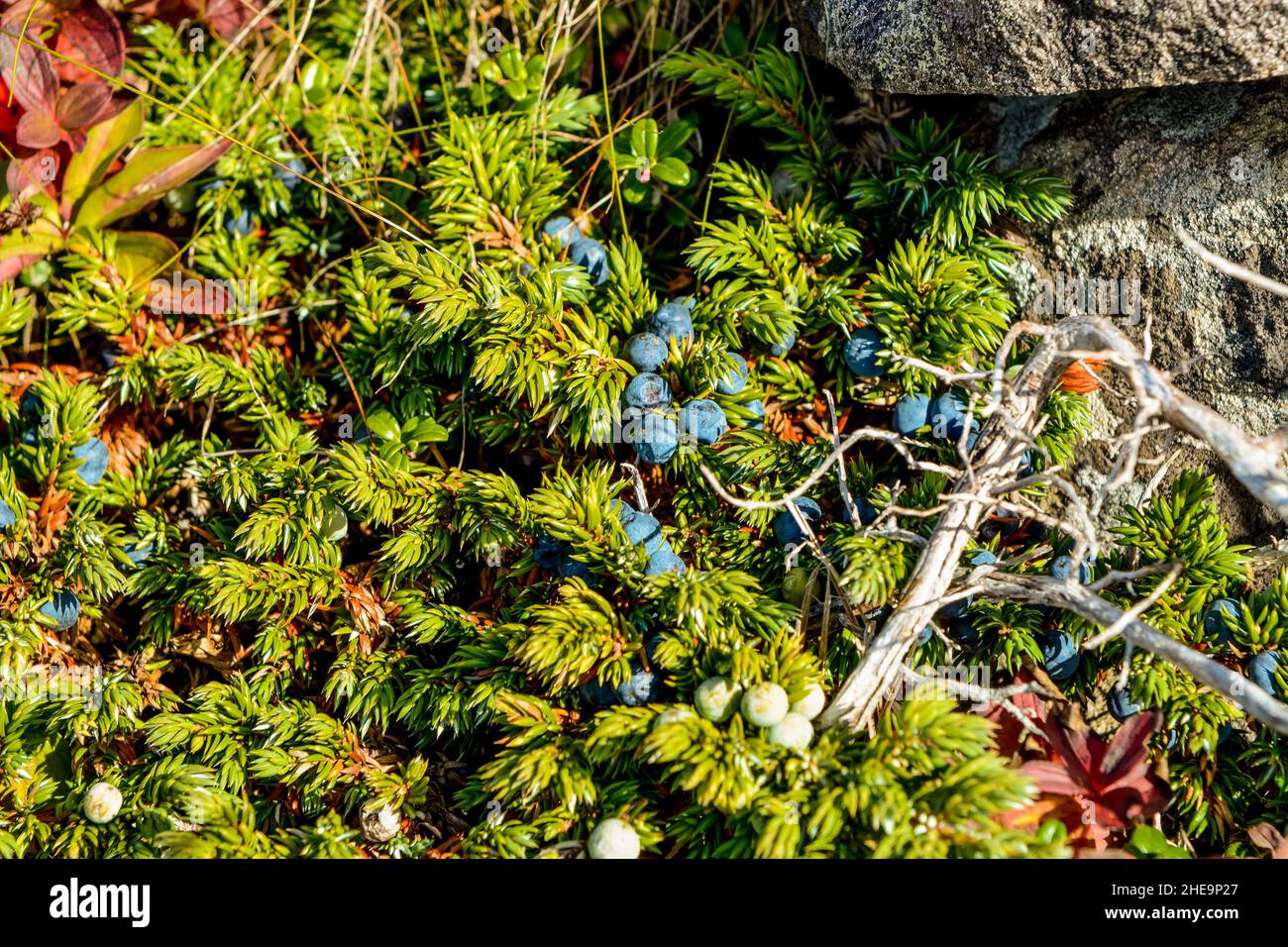 Newfoundland island berries hi-res stock photography and images - Alamy