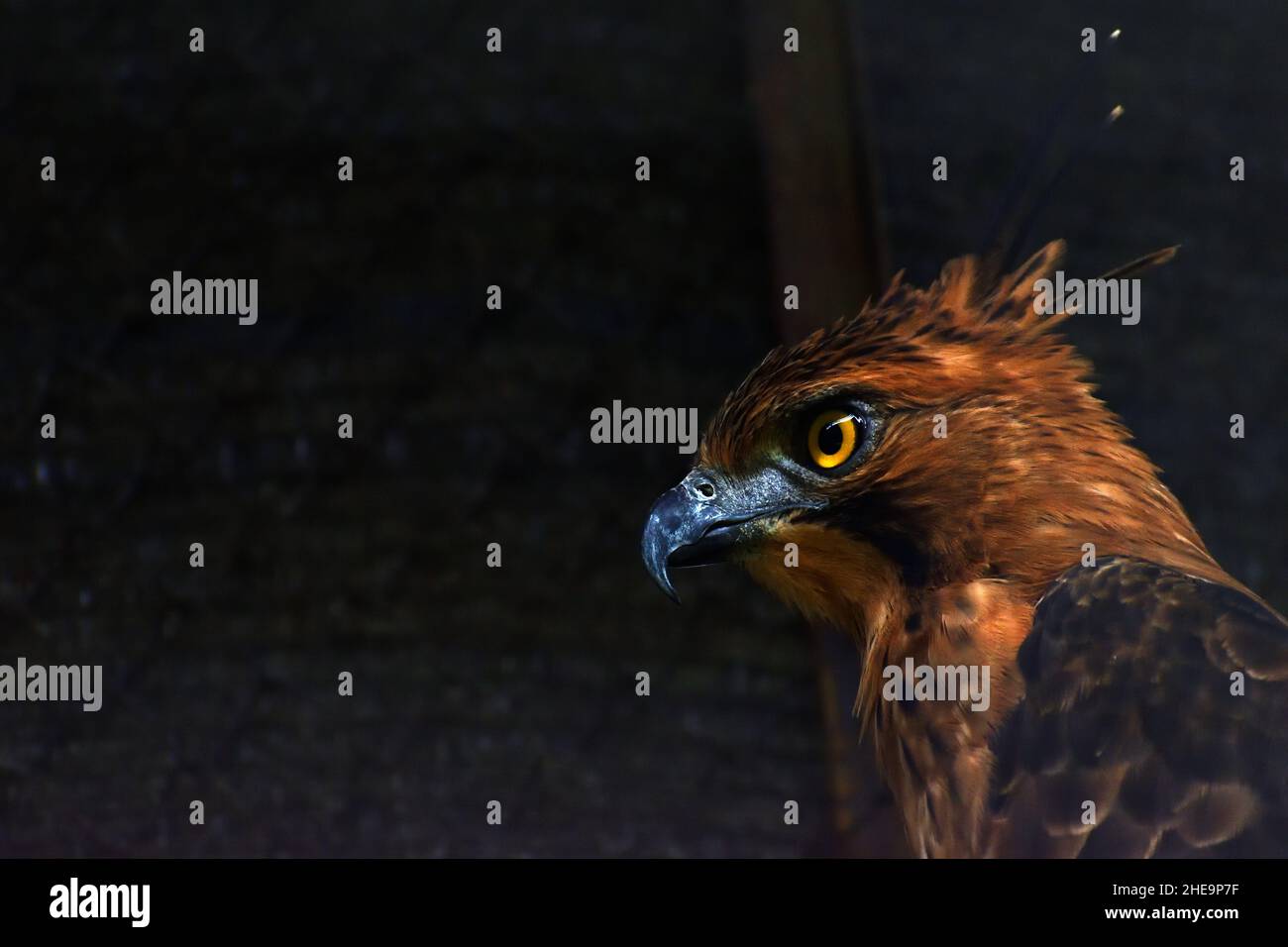 A Javan Hawk-Eagle inside cage. Endangered species in captivity ...