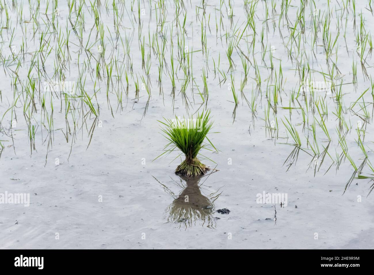 Rice paddy farming hi-res stock photography and images - Alamy