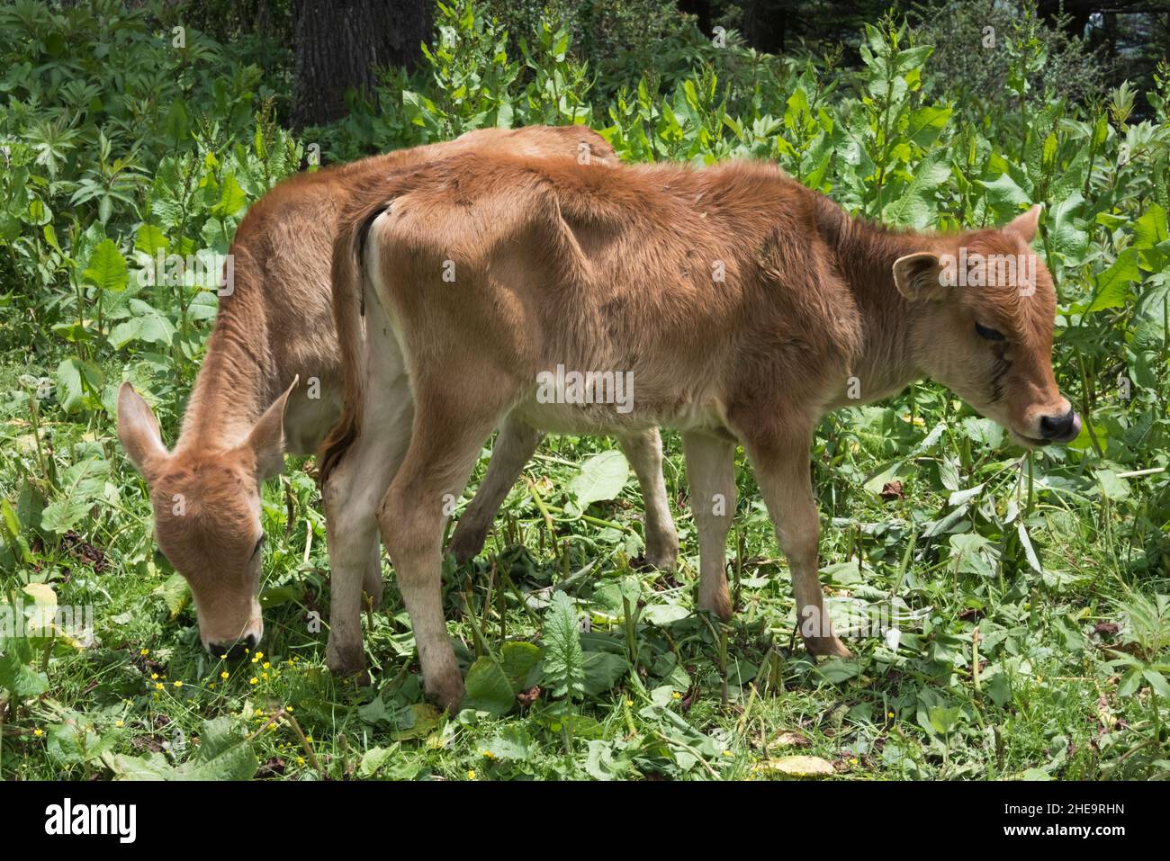 Calf grazing in the field, Paro, Bhutan Stock Photo - Alamy