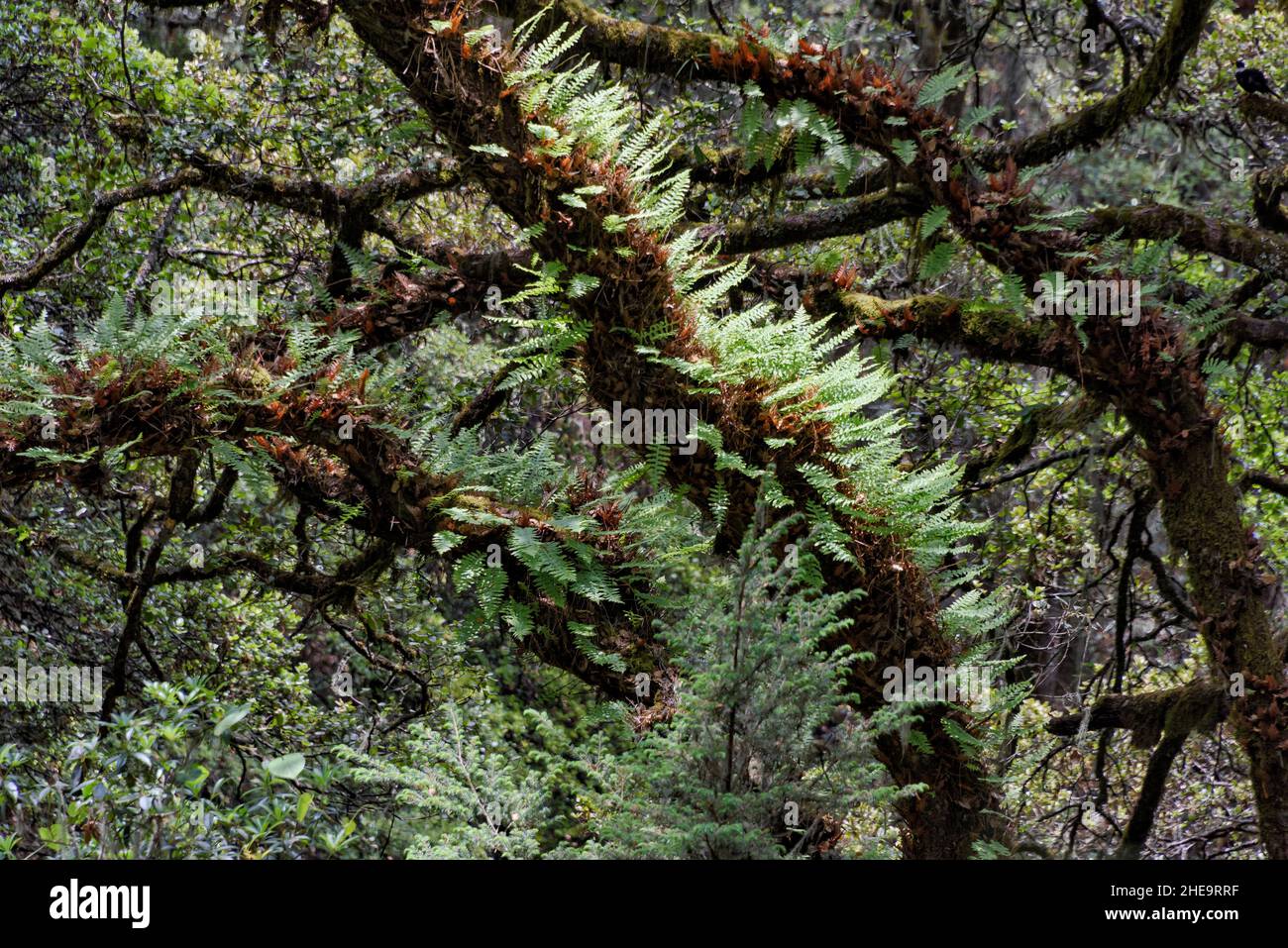 Pine forest in the precincts of Paro Taktsang (also known as Tiger's ...